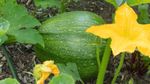 How to grow delicata squash - tips from an expert grower | Homes and ...