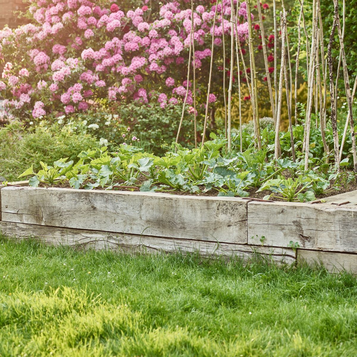 Can you use cardboard to kill weeds? What you need to know | Ideal Home