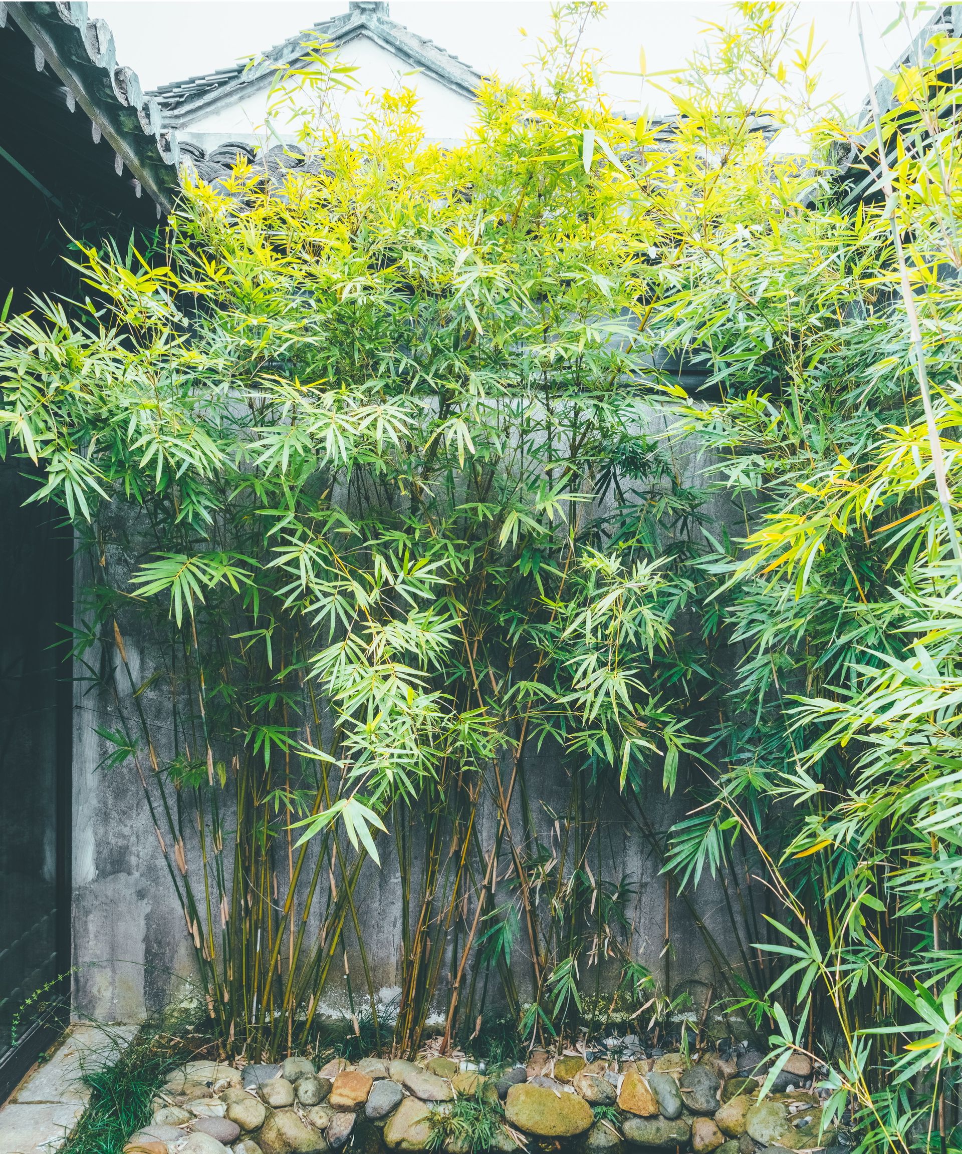 Best ornamental grasses for privacy: 5 screening grasses | Homes and ...