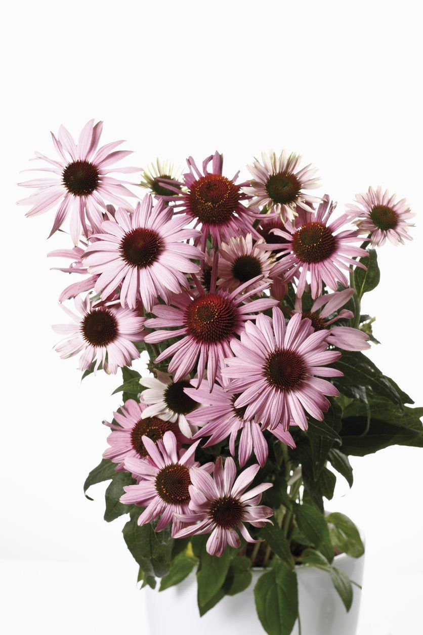 Potted Coneflower Care: Learn How To Grow Coneflowers In Containers ...