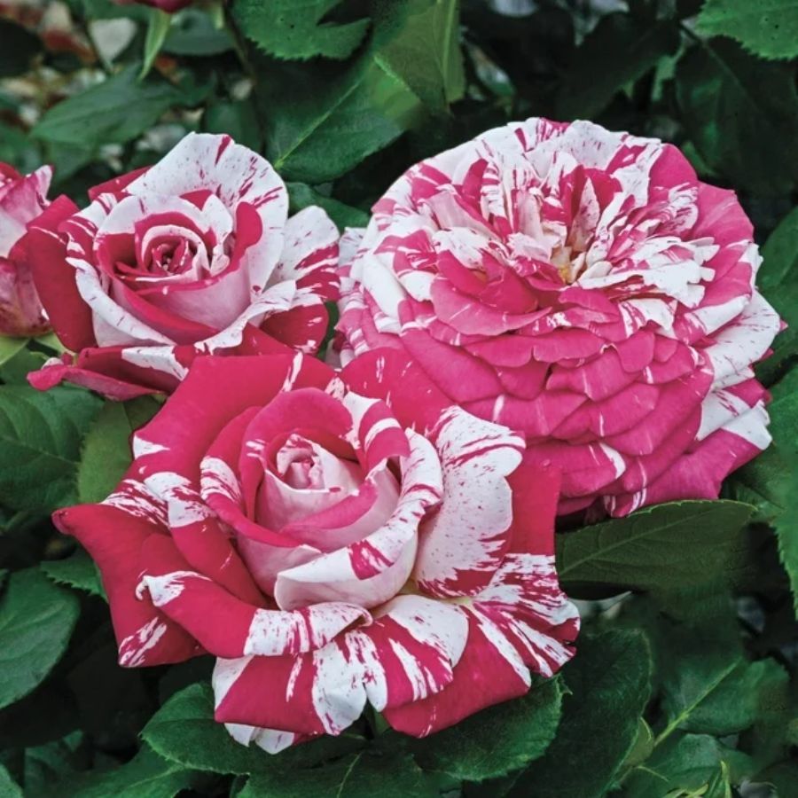 What are Hybrid Flowers and How do you Grow Them? | Livingetc