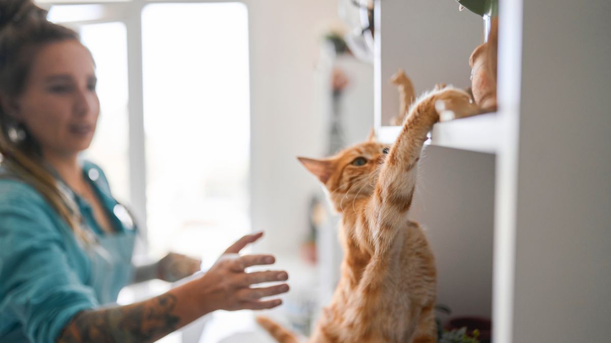 32 things your cat would say to you if they could talk | PetsRadar
