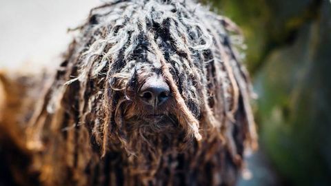 Five most unusual dog breeds | PetsRadar