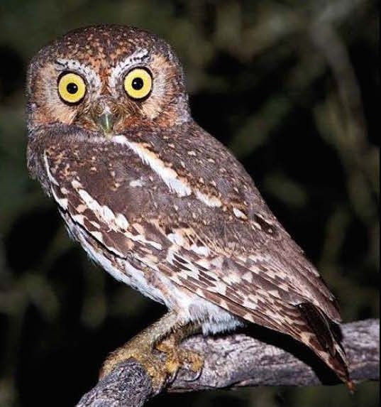 Photos of the World's Smallest (and Cutest) Owl | Live Science