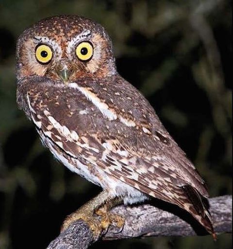 Photos of the World's Smallest (and Cutest) Owl | Live Science