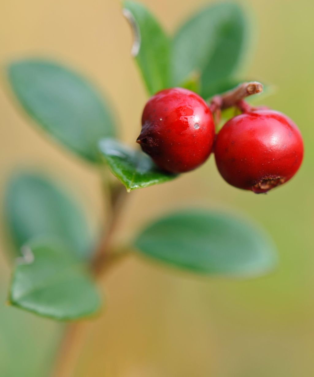 How to grow cranberries and get healthy and prolific plants | Homes and ...