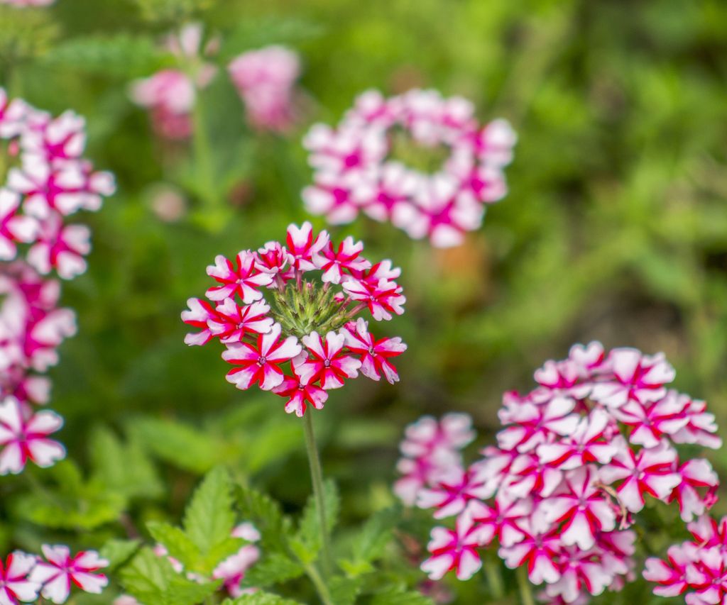 Verbena varieties: 5 of our top choices | Homes and Gardens