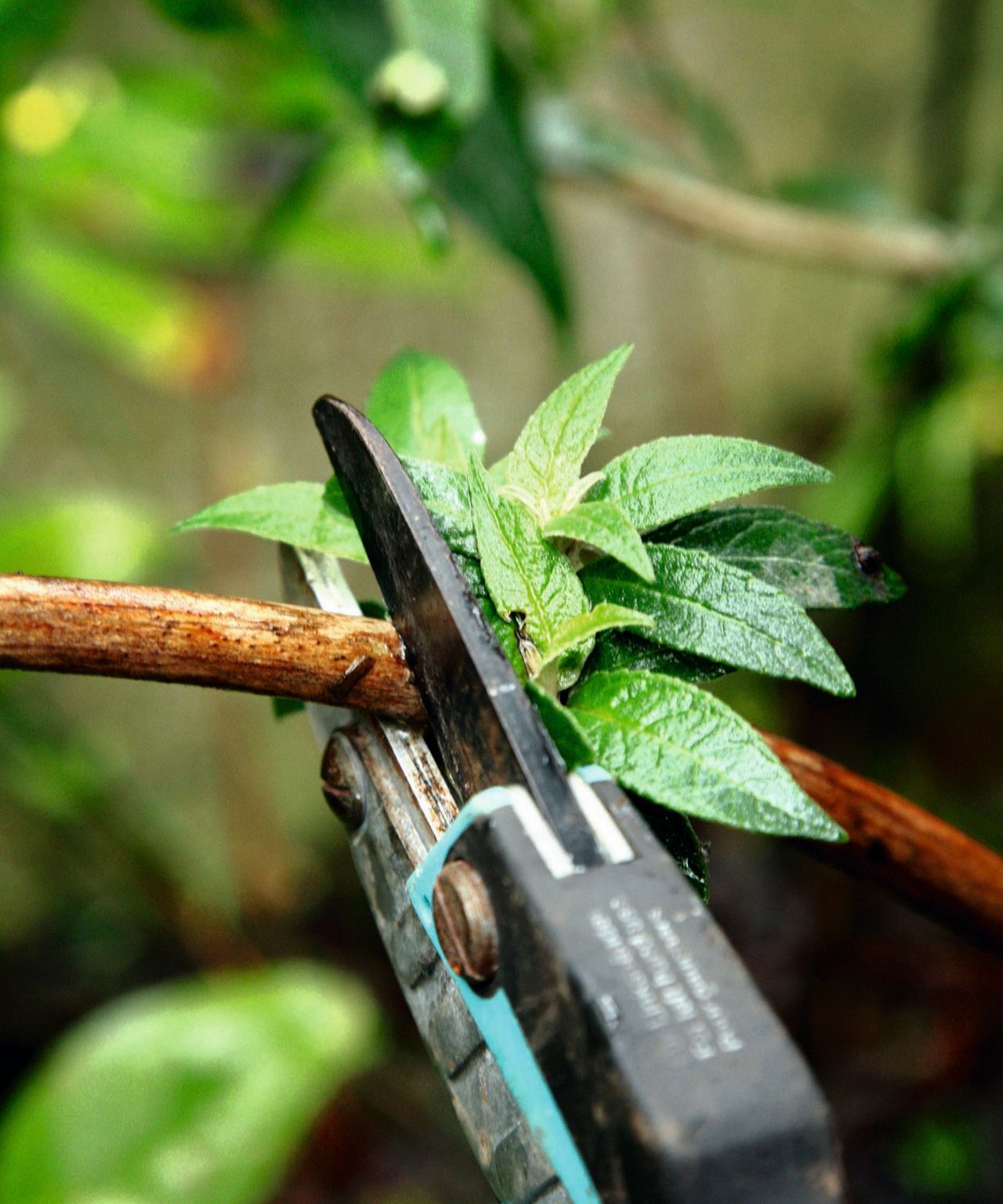 Expert tips for whether you deadhead butterfly bushes | Homes and Gardens