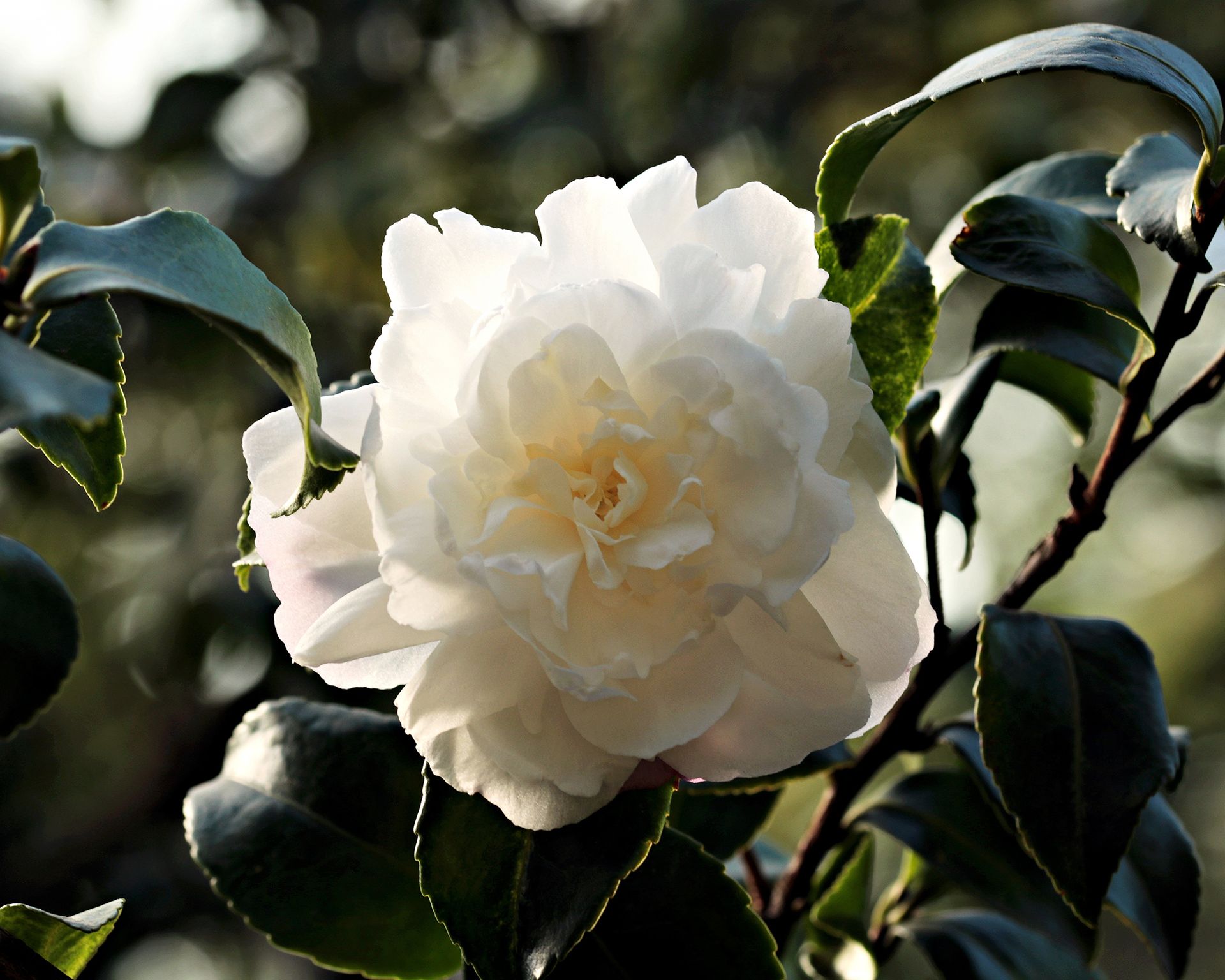 Prettiest evergreen plants: 10 beauties for year-round interest | Homes ...
