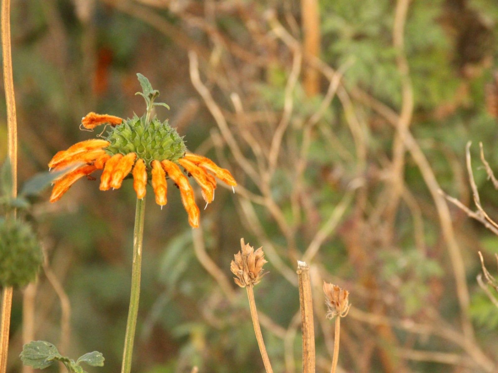 Growing Leonotis Plants - Uses For Leonotis Lion's Ear Plant ...
