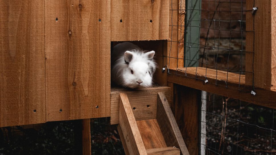 Best outdoor rabbit hutches 2024: Find a comfy home for your bunny ...