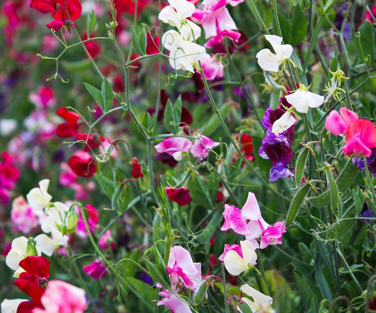 Sweet pea varieties: 9 captivating blooms to grow | Homes and Gardens