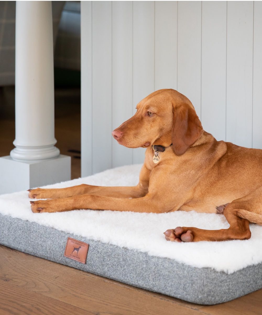 Introducing the new super-stylish dog beds for a considered home ...