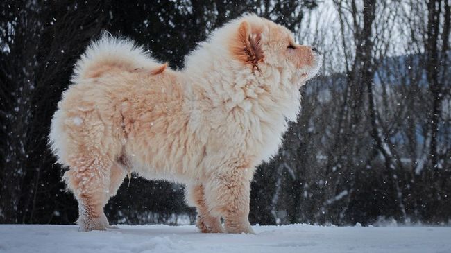 10 best dog breeds for cold weather: Meet the winter wonders | PetsRadar