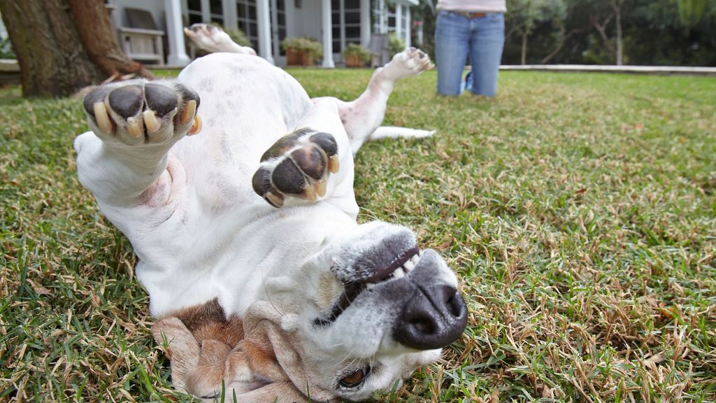 32 quick and easy tricks to teach your dog | PetsRadar