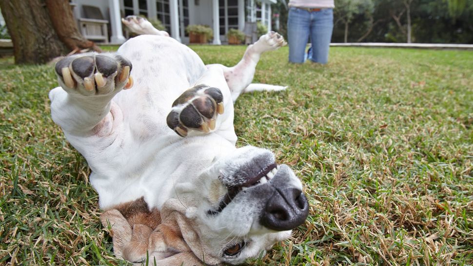 32 quick and easy tricks to teach your dog | PetsRadar
