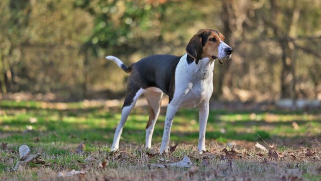 32 best dog breeds for hunting prey of all kinds | PetsRadar