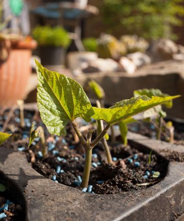 Metaldehyde slug pellets ban comes into force today | Gardeningetc