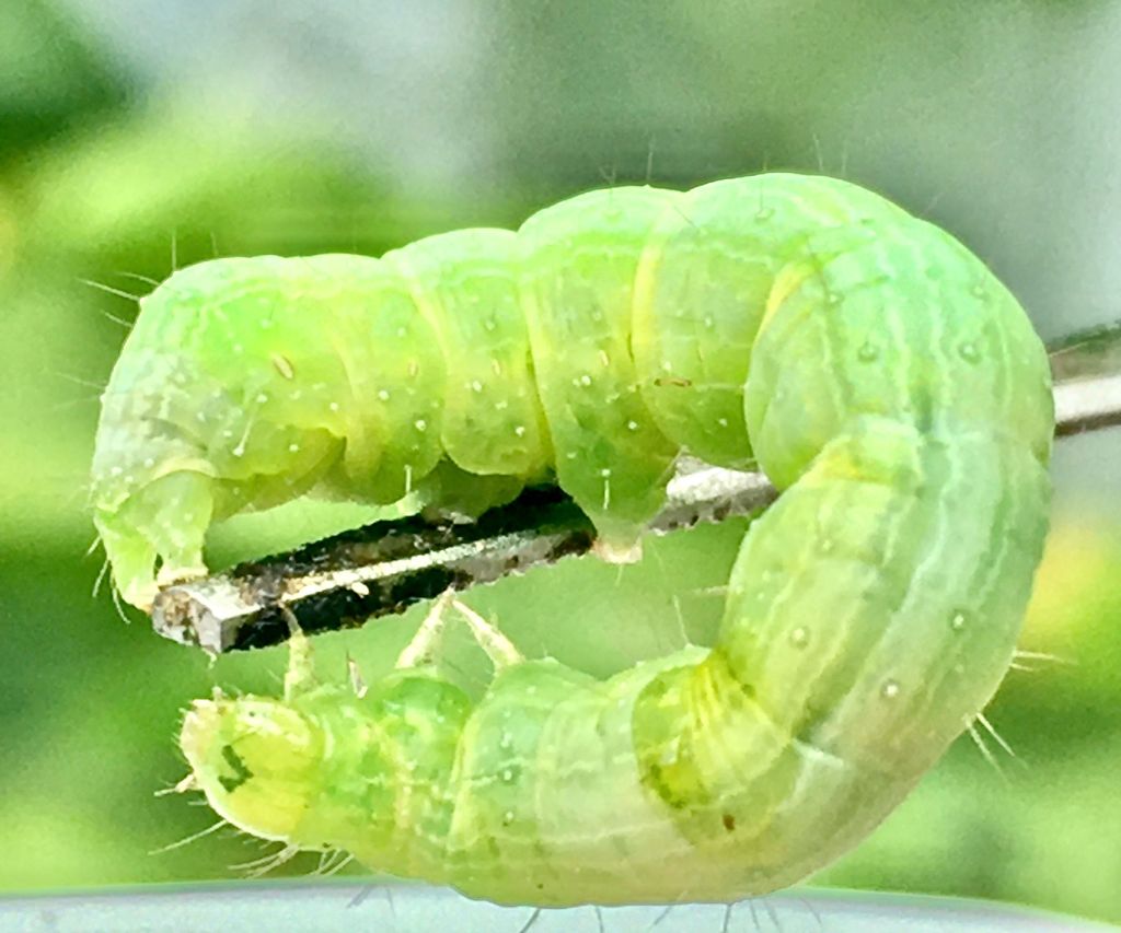 Tree Collards: Complete Care And Growing Guide | Gardening Know How