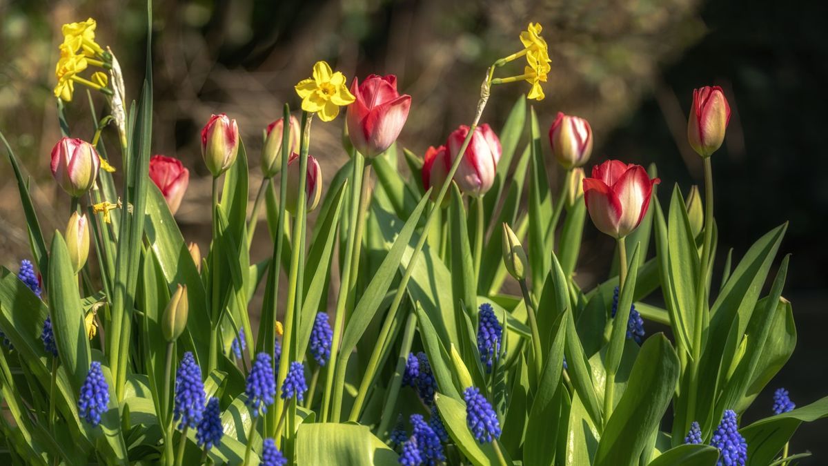 Best spring bulbs to plant in fall: for a top display