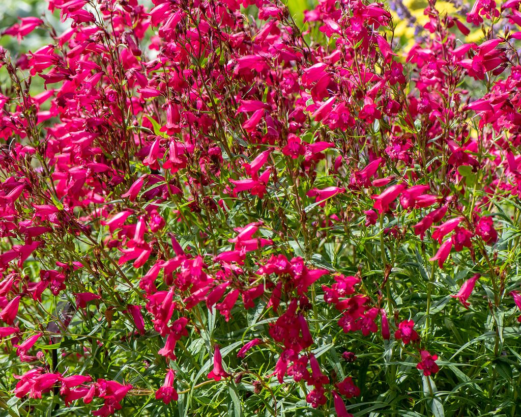How to grow salvias: a step-by-step guide to growing these summer ...