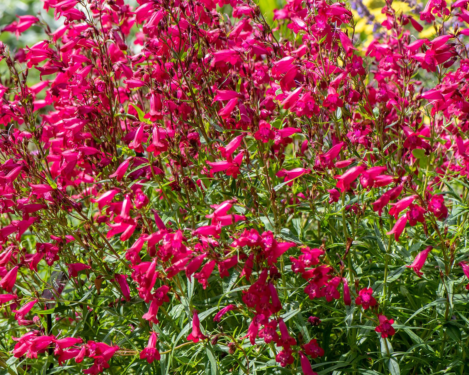 How to grow salvias: a step-by-step guide to growing these summer ...