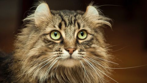 Wild cat breeds: 20 cats with exotic roots | PetsRadar
