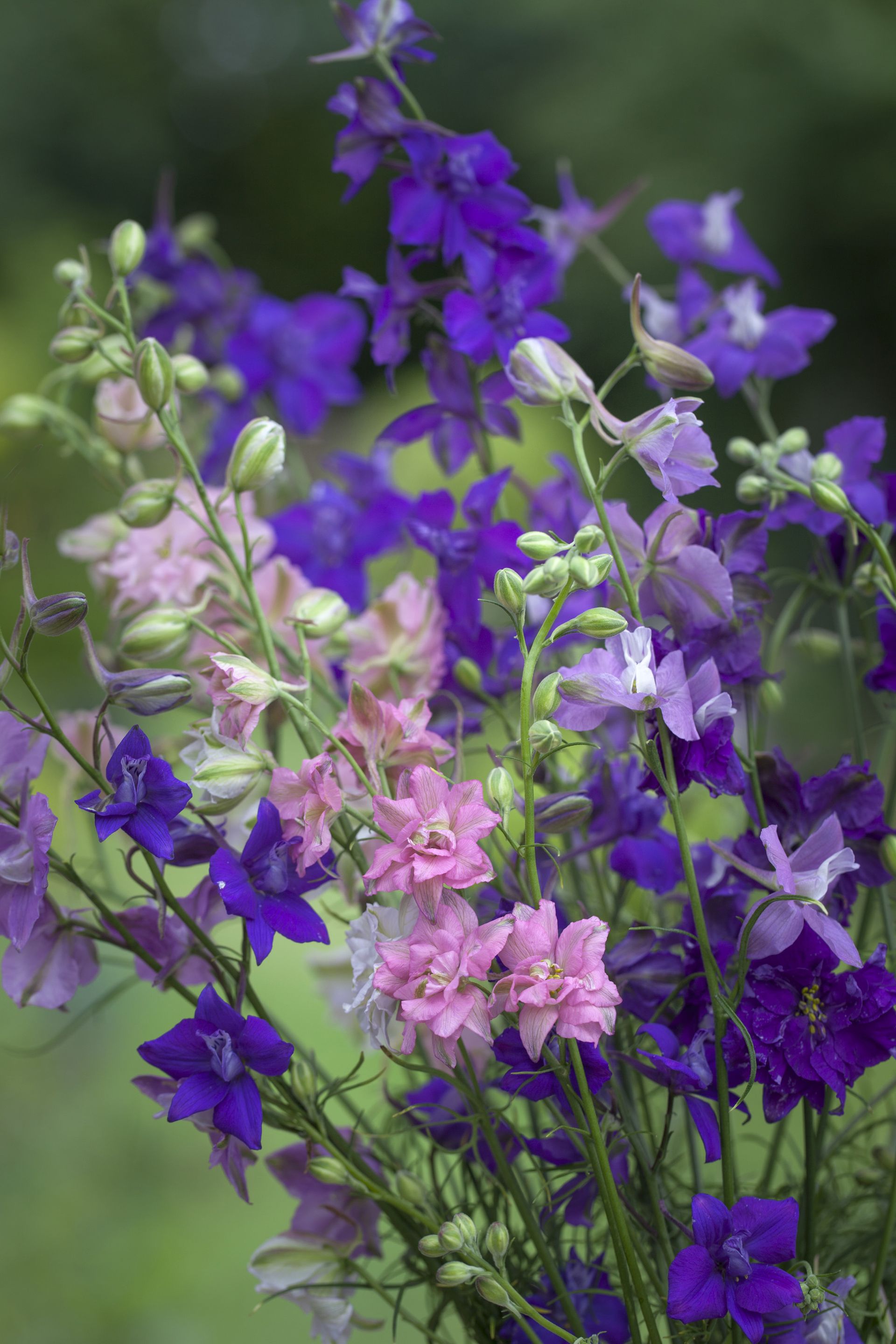 How to grow delphiniums: add these showstoppers to your plot | Gardeningetc