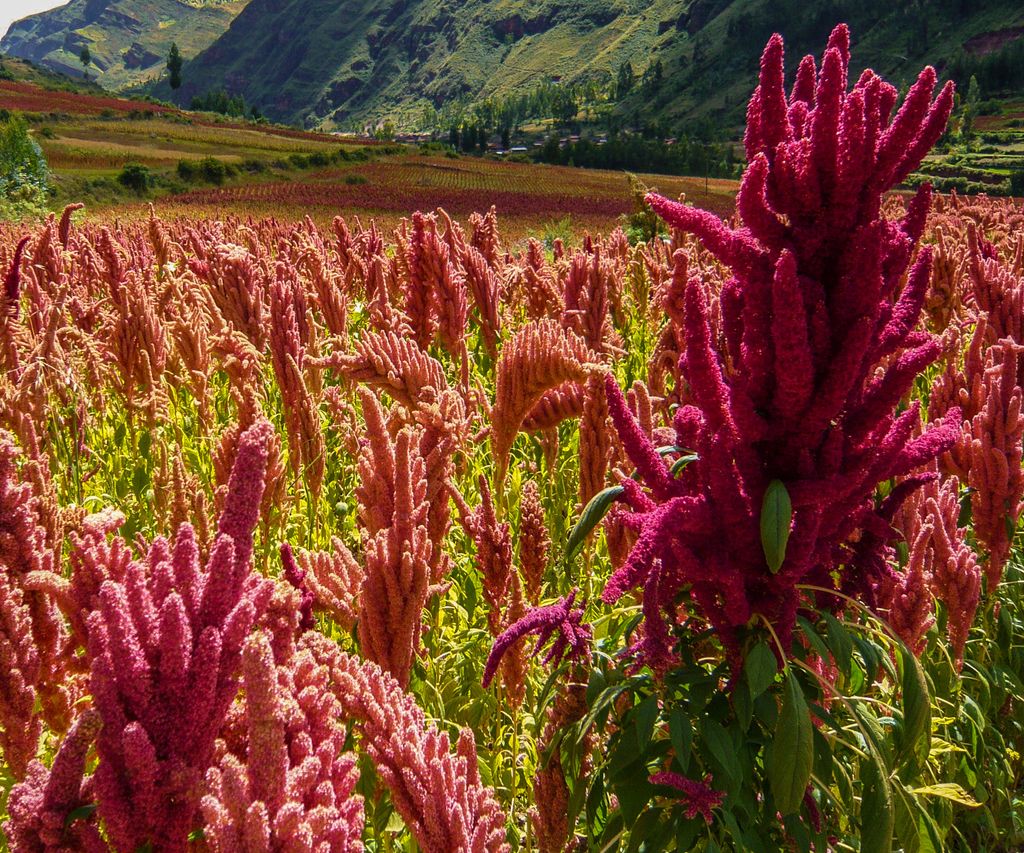 How to grow quinoa – expert tips for this useful supergrain | Homes and ...