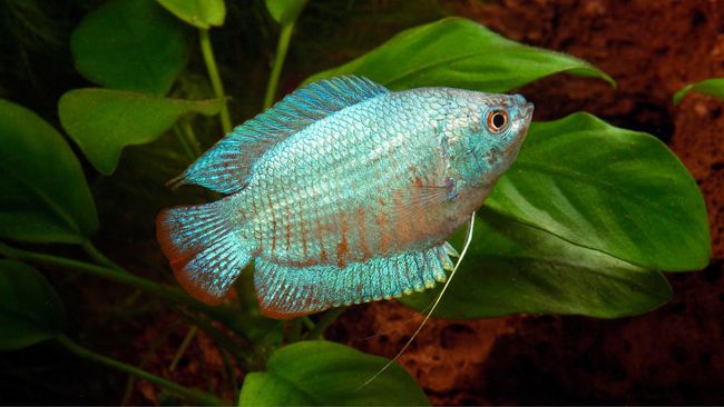 Types of freshwater fish for pets you can keep at home | PetsRadar
