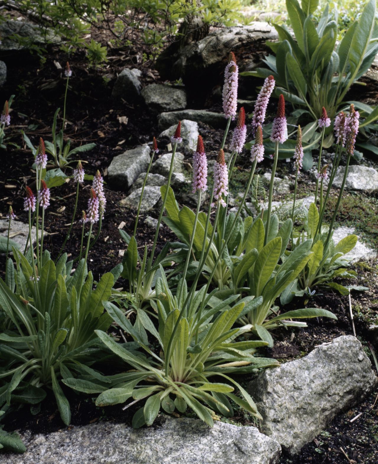 5 tricks to make your backyard look better under the moonlight | Livingetc