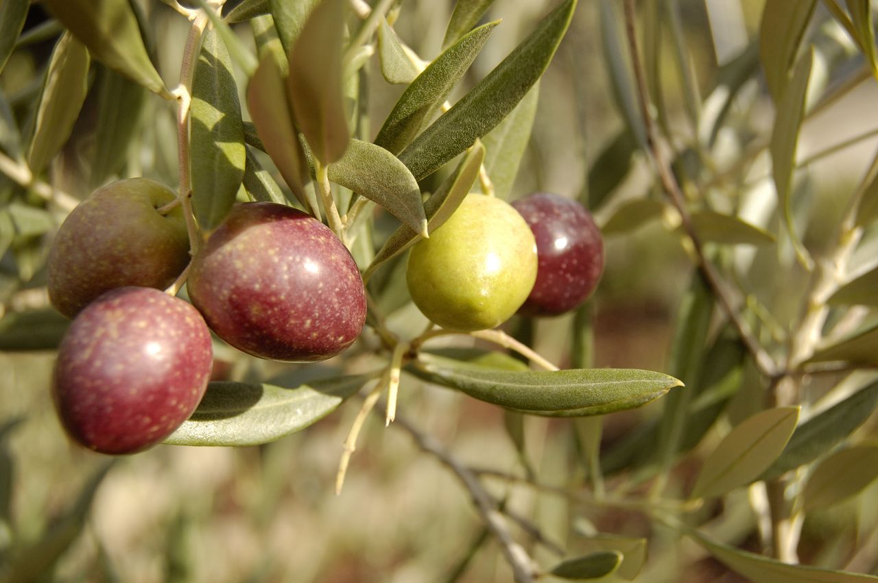 5 Types Of Olive Trees for a Mediterranean Inspired Backyard | Livingetc