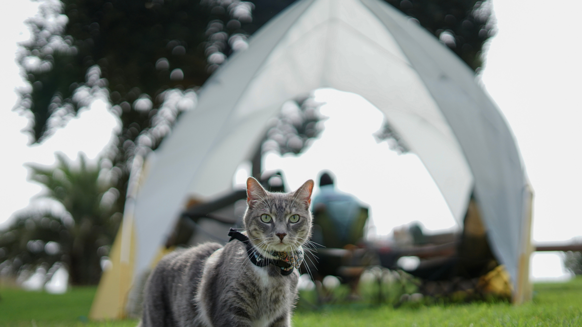 A guide to camping with your cat | PetsRadar