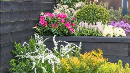 Best filler plants for sparse flower beds: 5 top picks | Homes and Gardens