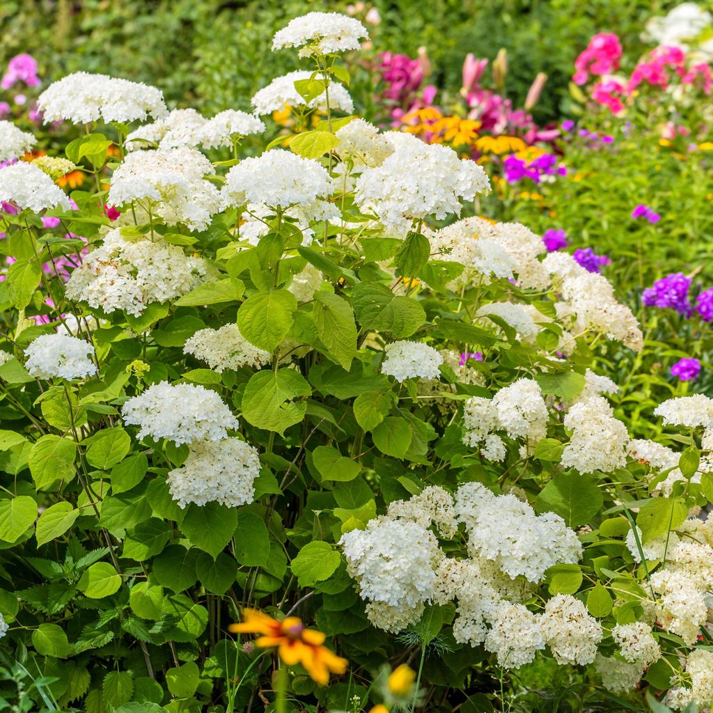 The 5 best low-growing evergreen shrubs for your garden | Ideal Home