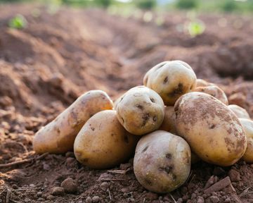 Potato blight explained – plus Monty Don's tips for treatment ...