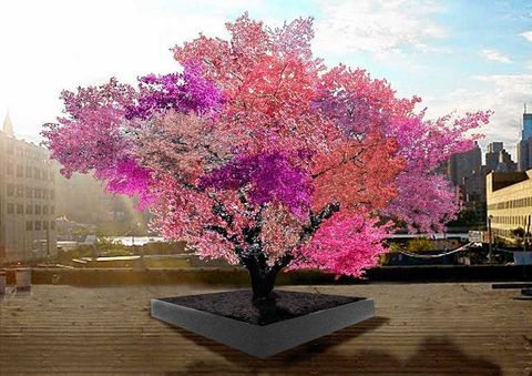 Tree of 40 Fruit: Dazzling Franken-Tree Has Roots in Science | Live Science