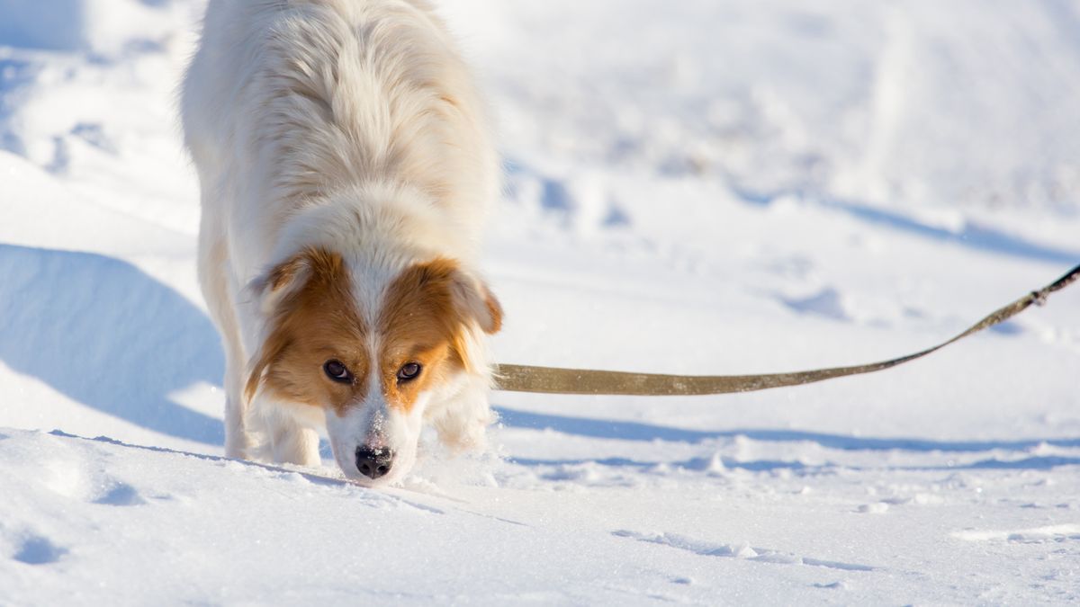 Walking dogs in the snow — 6 essential safety tips | Tom's Guide