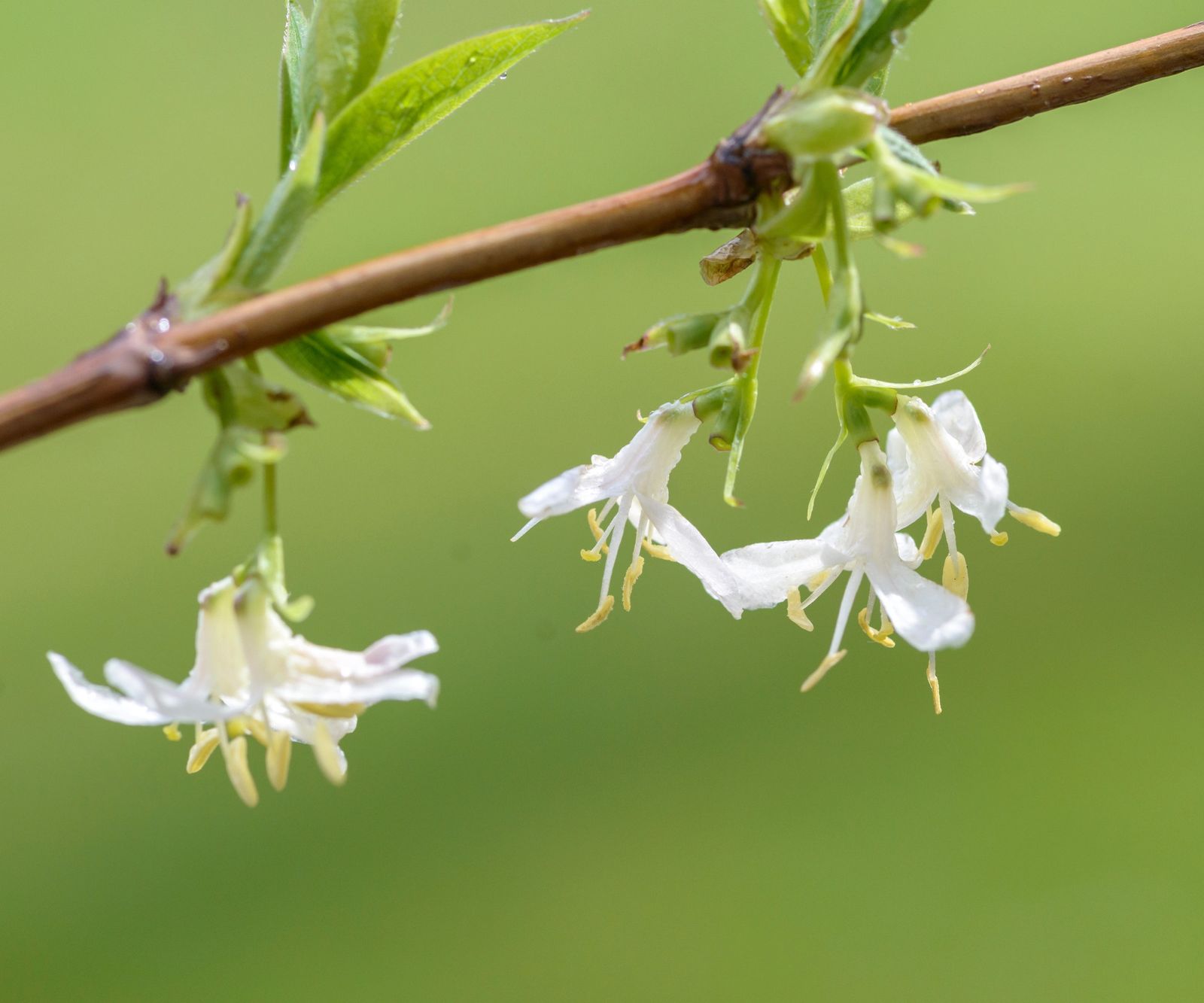 10 best honeysuckles to plant in your yard | Homes and Gardens