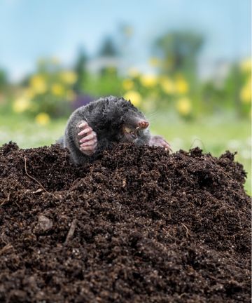 How to get rid of moles: 7 humane ways to keep them at bay | Homes and ...
