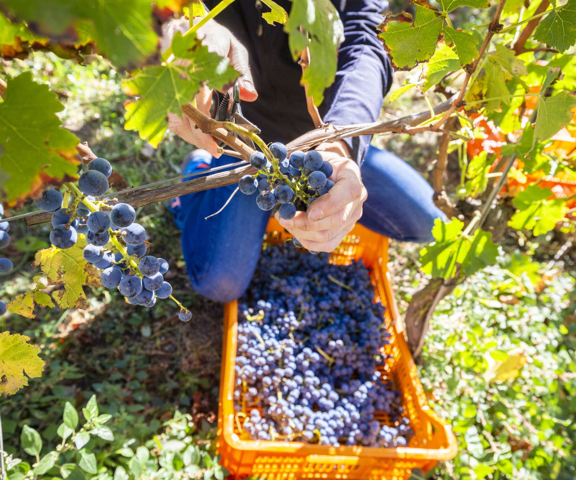 How to harvest grapes - 6 expert picking tips to know | Homes and Gardens