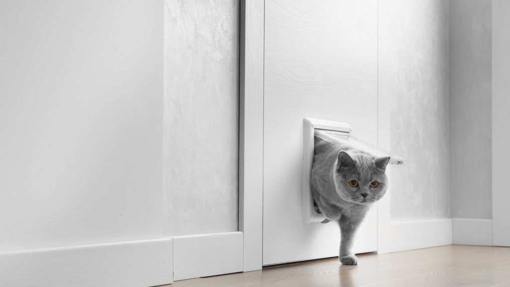 20 genius pet care hacks every owner should know | PetsRadar