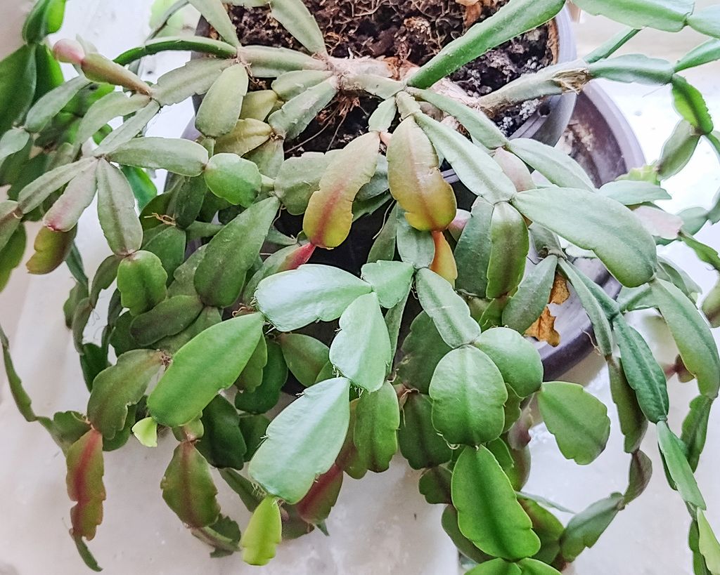 Christmas Cactus Root Rot: Spot The Signs & Save Your Plant | Gardening ...