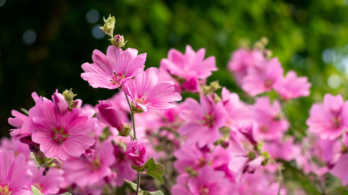 7 plants to prune in March for healthy spring growth | Tom's Guide