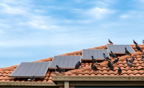 Solar panel pigeon proofing — how to stop bird poo and nests damaging ...