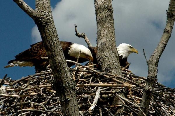 Bald Eagles: Facts About American Mascot | Live Science