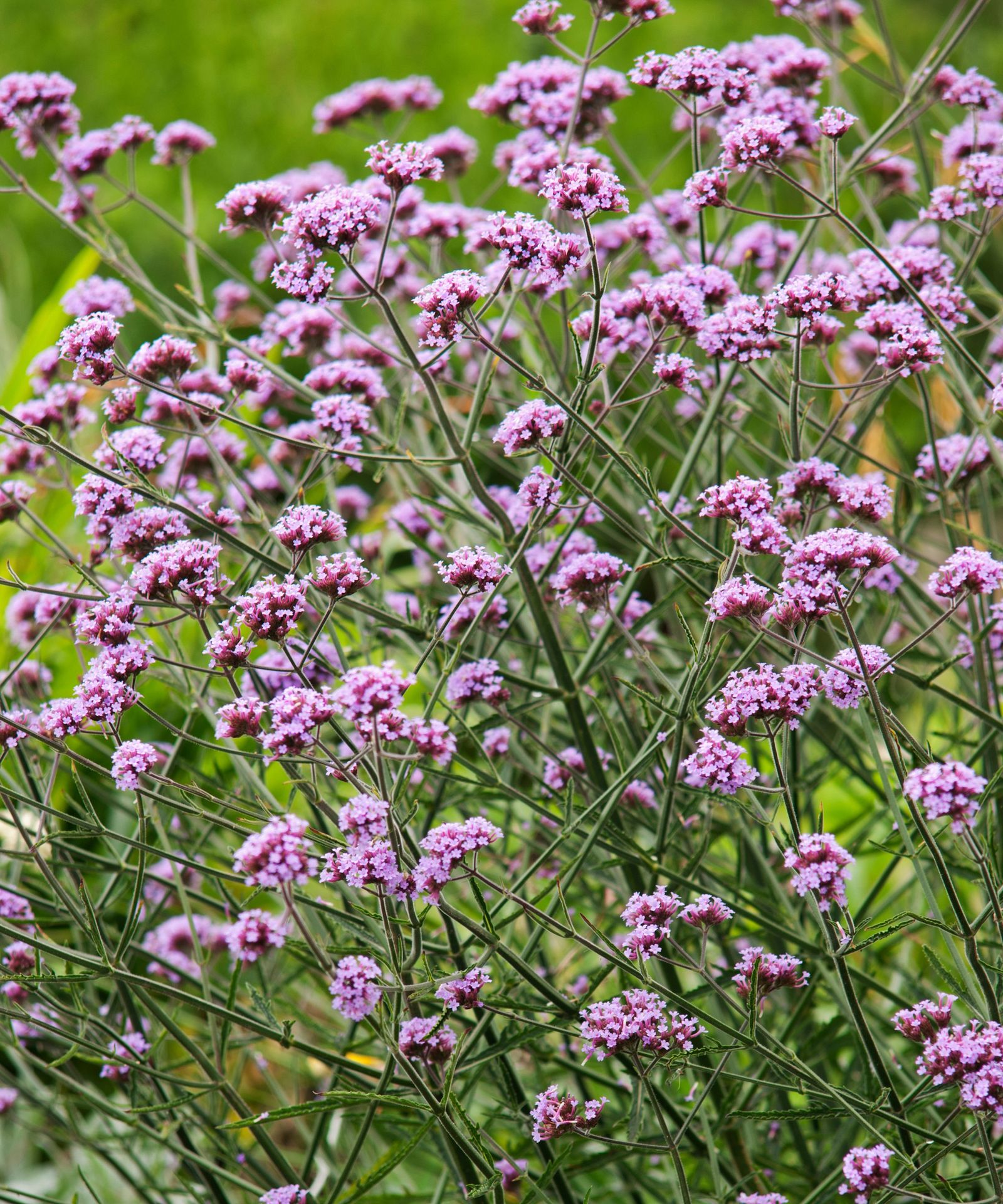 Verbena varieties: 5 of our top choices | Homes and Gardens