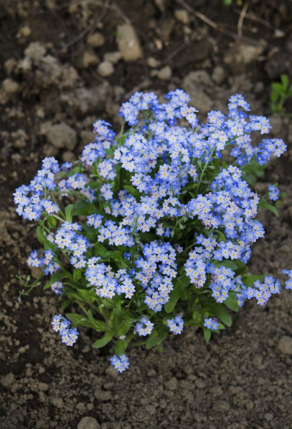 When To Plant Forget-Me-Nots - Tips On Planting Forget-Me-Nots From ...