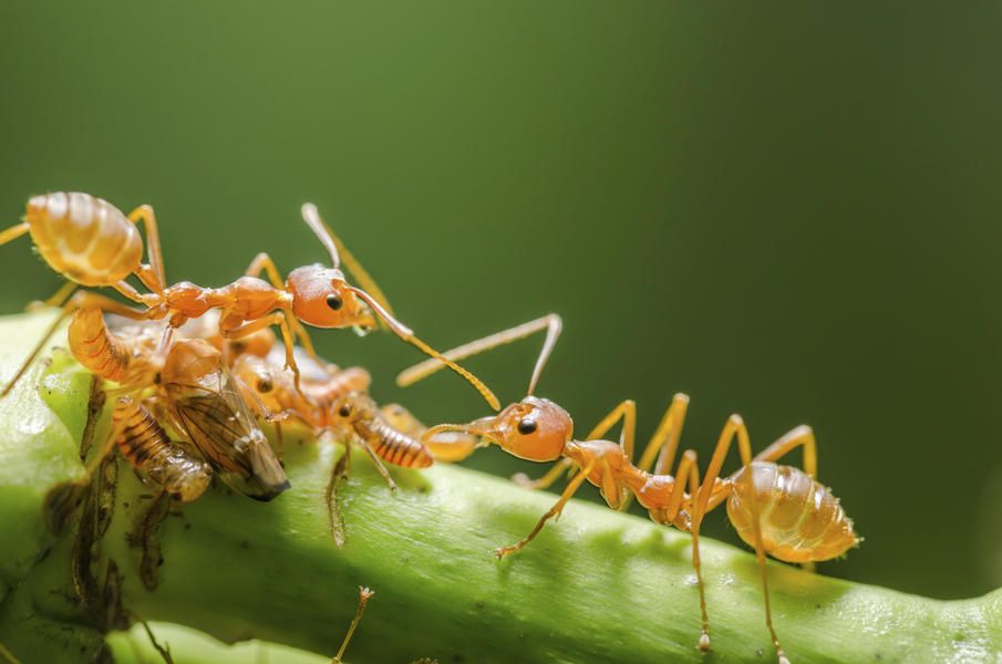 Study: Ants process information 'more efficiently than Google' | The Week