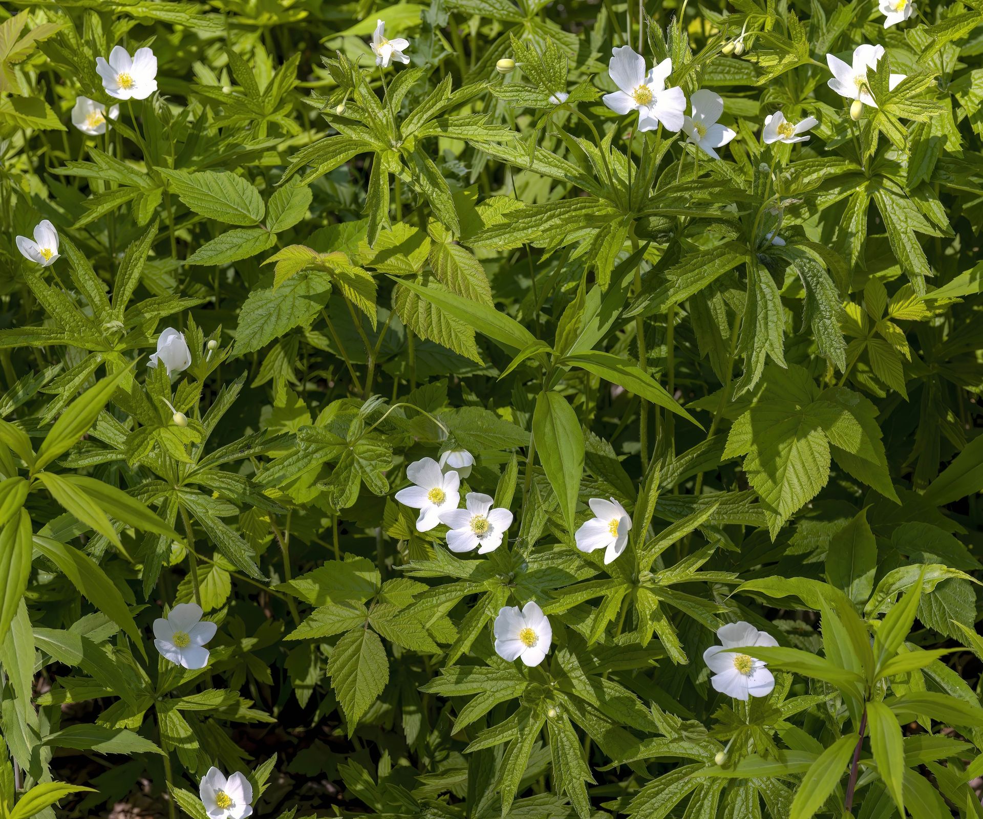 Best native ground cover plants to stop weeds: expert advice | Homes ...
